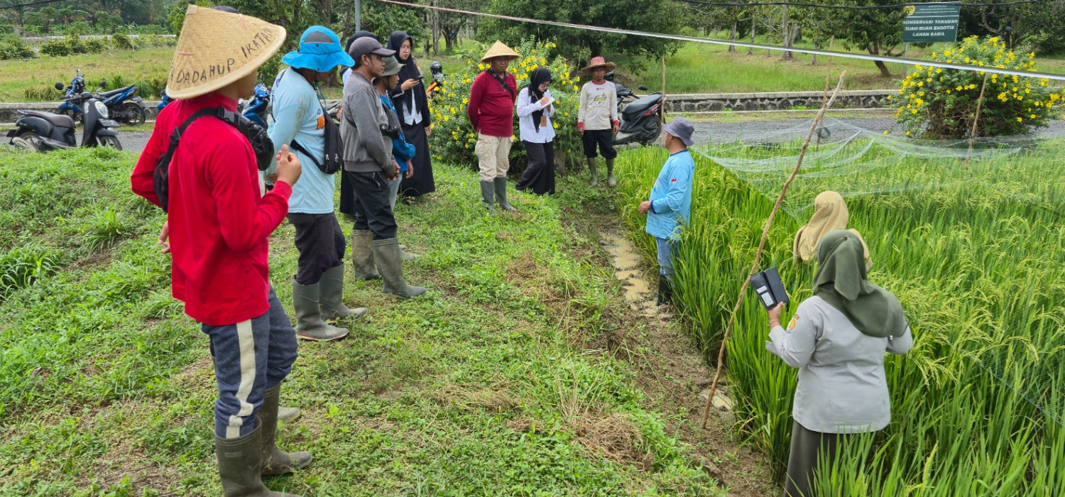 Berita BRMP Rawa - Tim BPSB TPH Tinjau Perbenihan Padi Inpara 2 di BRMP ...